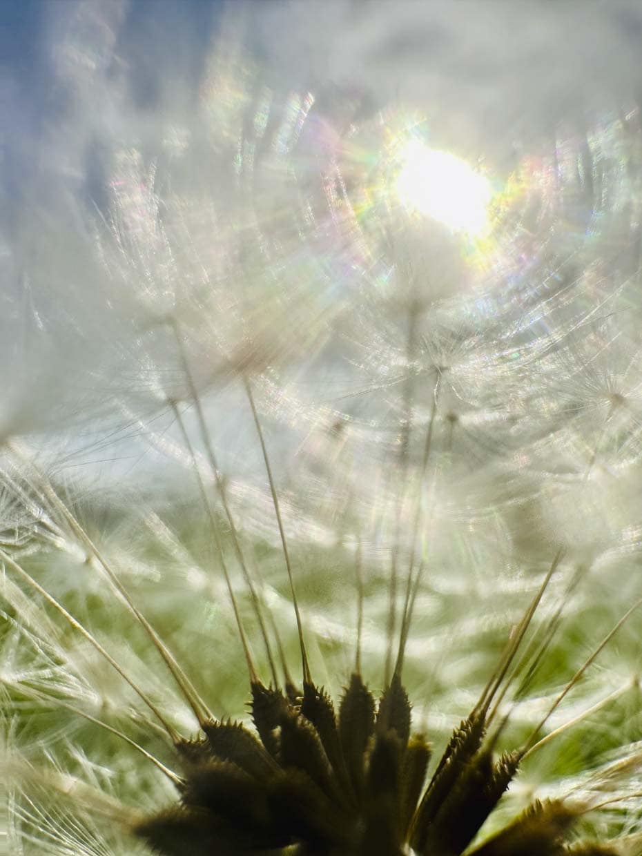 2023 Spring Photography Competition Winners - Photogenic Mind