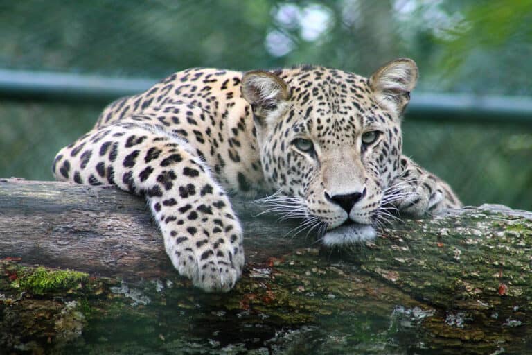 Wildlife Photography Guide: Styles, Tips And Photographers