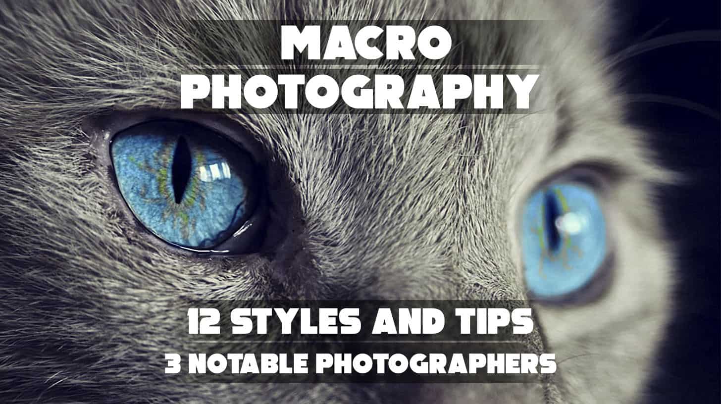 Macro Photography Guide: Styles, Tips And Photographers