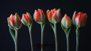 Flower Still-Life Photography Ideas: 30 Stunning Sparks