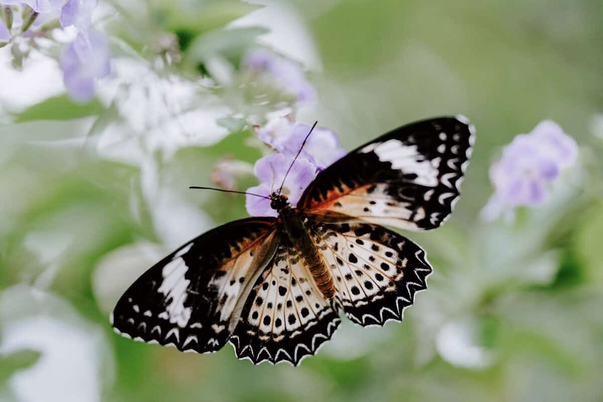 Butterfly Macro Photography Ideas: 16 Stunning Sparks