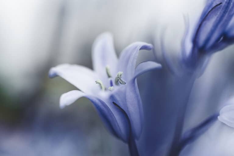 Macro Flower Photography: 18 Ideas, Tips And Challenges