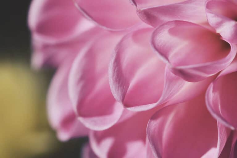 Macro Flower Photography: 18 Ideas, Tips And Challenges