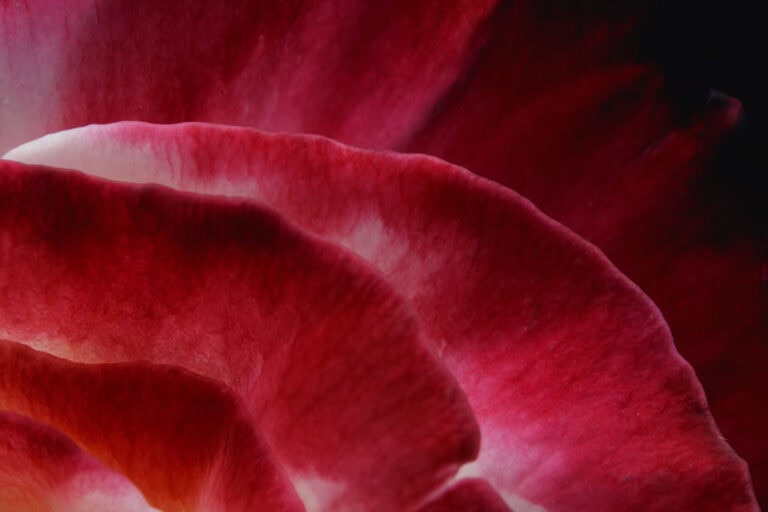 Macro Flower Photography: 18 Ideas, Tips And Challenges