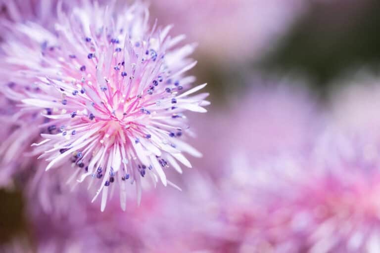 Macro Flower Photography: 18 Ideas, Tips And Challenges