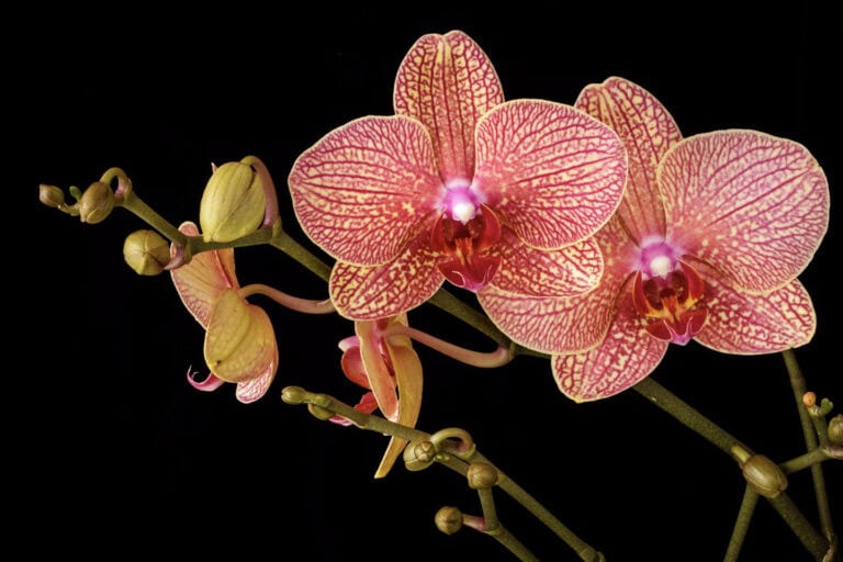 Macro Flower Photography: 18 Ideas, Tips And Challenges