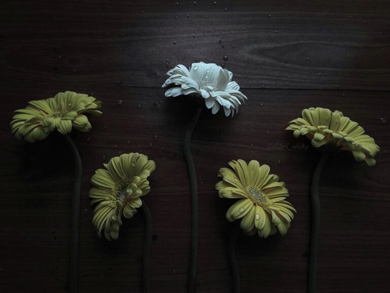 Flower Still-Life Photography Ideas: 30 Stunning Sparks