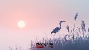 Composition In Photography: 27 Styles And Tips