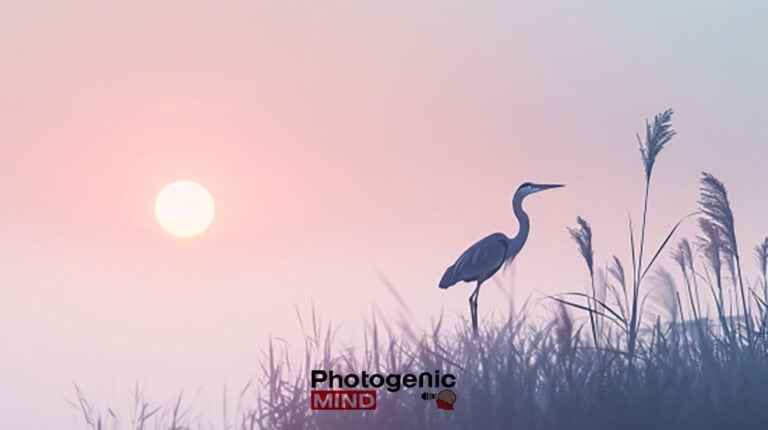 Composition In Photography: 27 Styles And Tips