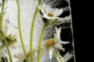 Frozen Flower Photography Ideas: 30 Stunning Sparks