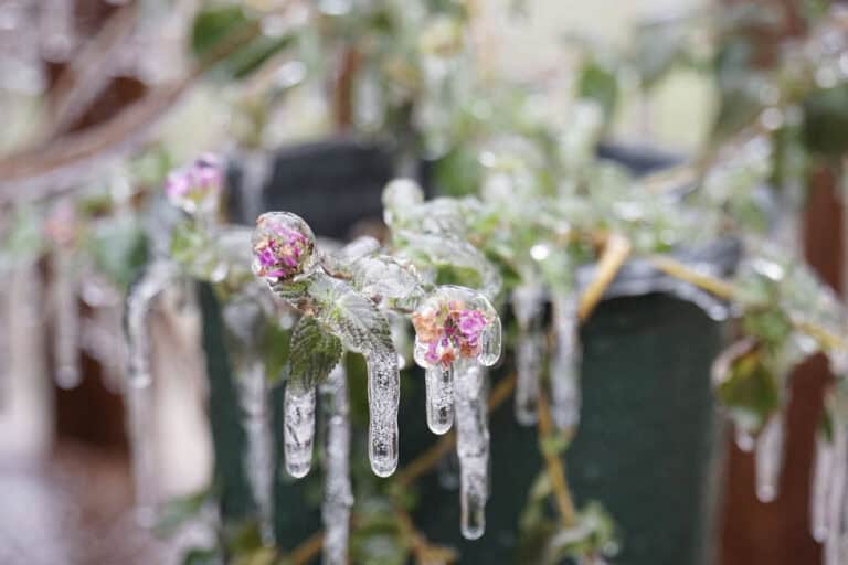 Frozen Flower Photography Ideas: 30 Stunning Sparks