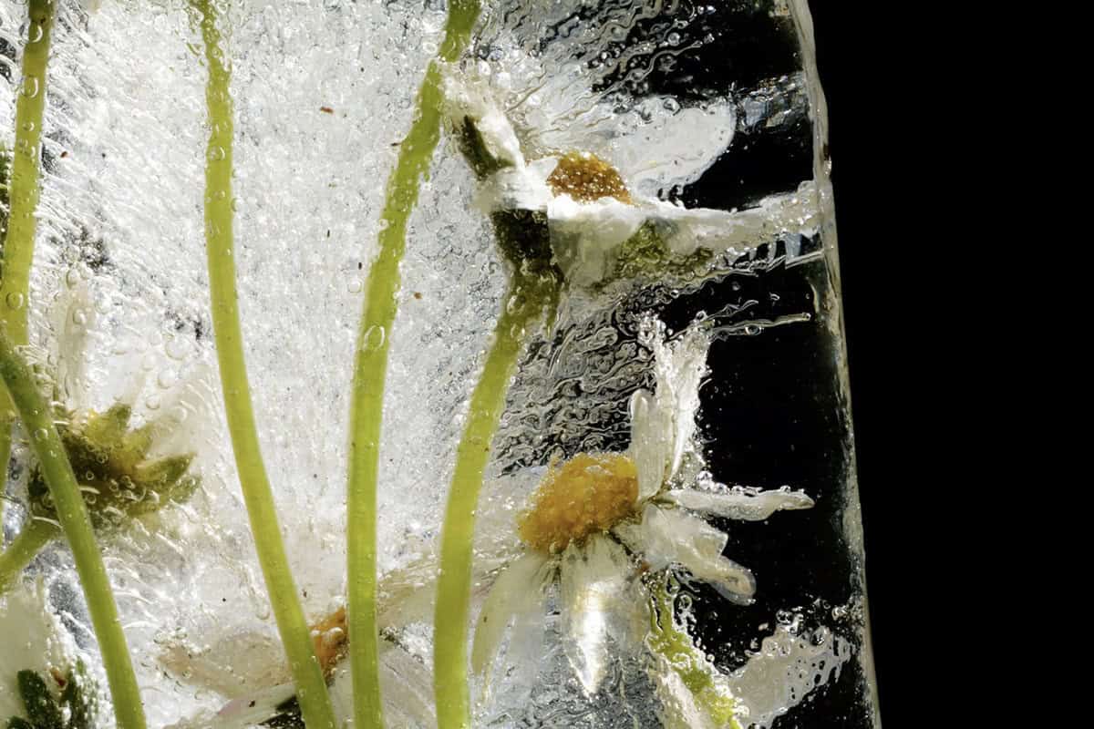 Frozen Flower Photography Ideas: 30 Stunning Sparks