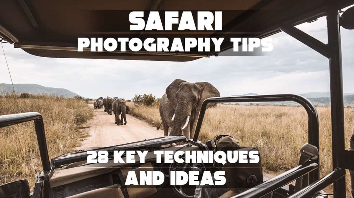 Safari Photography Tips: 28 Key Techniques And Ideas