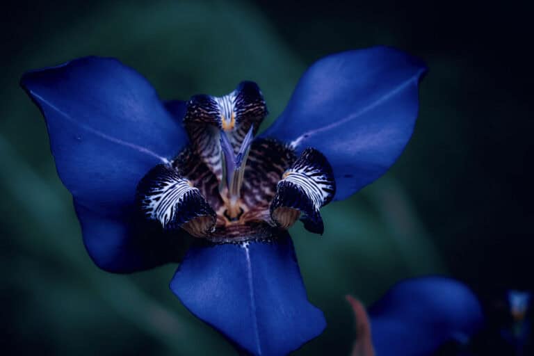 Flower Photoshoot Ideas: 30 Stunning Sparks - Photogenic Mind