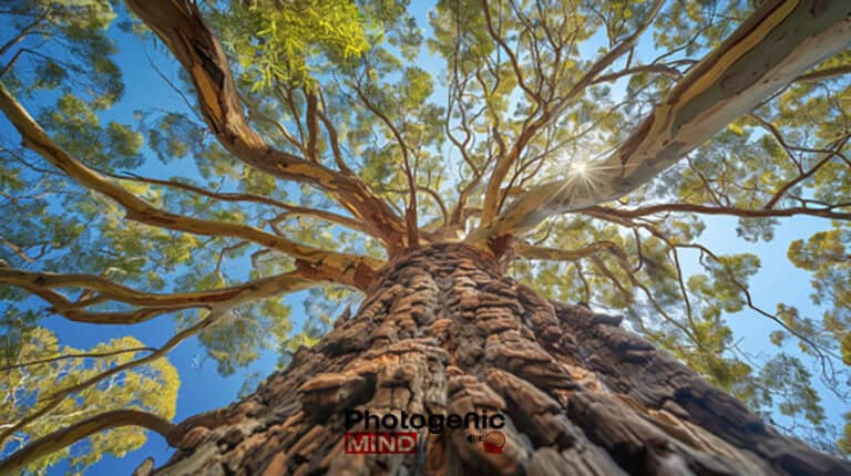 Vantage Point In Photography: 24 Terrific Types And Tips
