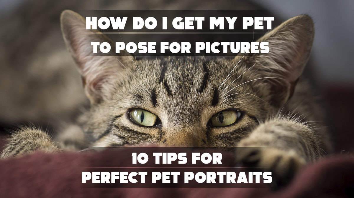 How Do I Get My Pet To Pose For Pictures