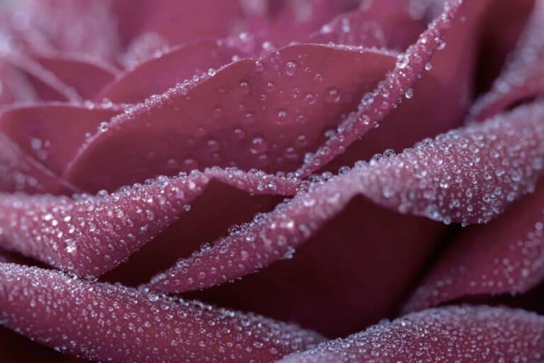 Rose Photoshoot Ideas: 10 Inspiring Sparks To Try Today