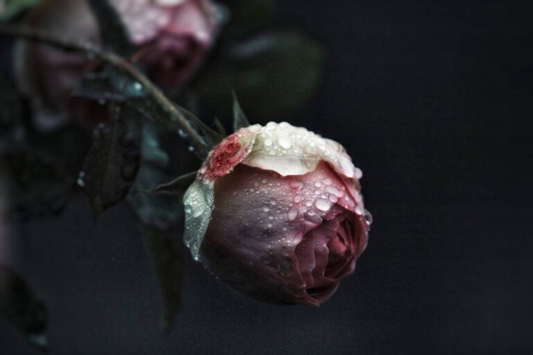 Rose Photoshoot Ideas: 10 Inspiring Sparks To Try Today
