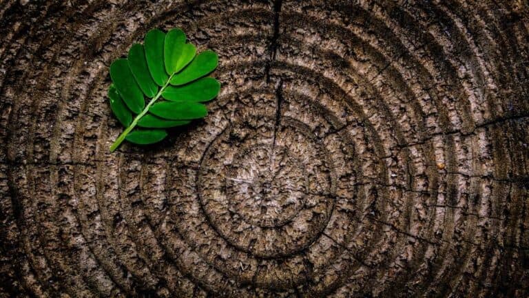 Abstract Nature Photography: 6 Tips And Tricks