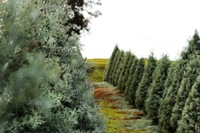 Christmas Tree Farm Photoshoot Ideas: 7 Inspiring Sparks