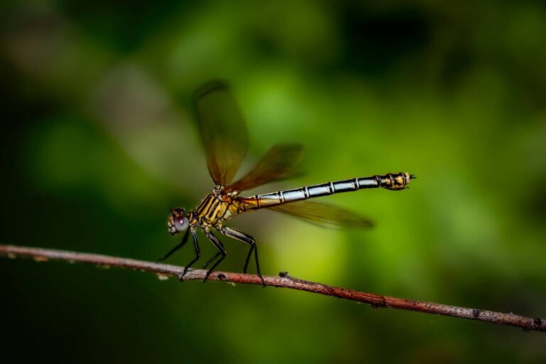 Macro Photography Equipment: 5 Key Tools And Tricks